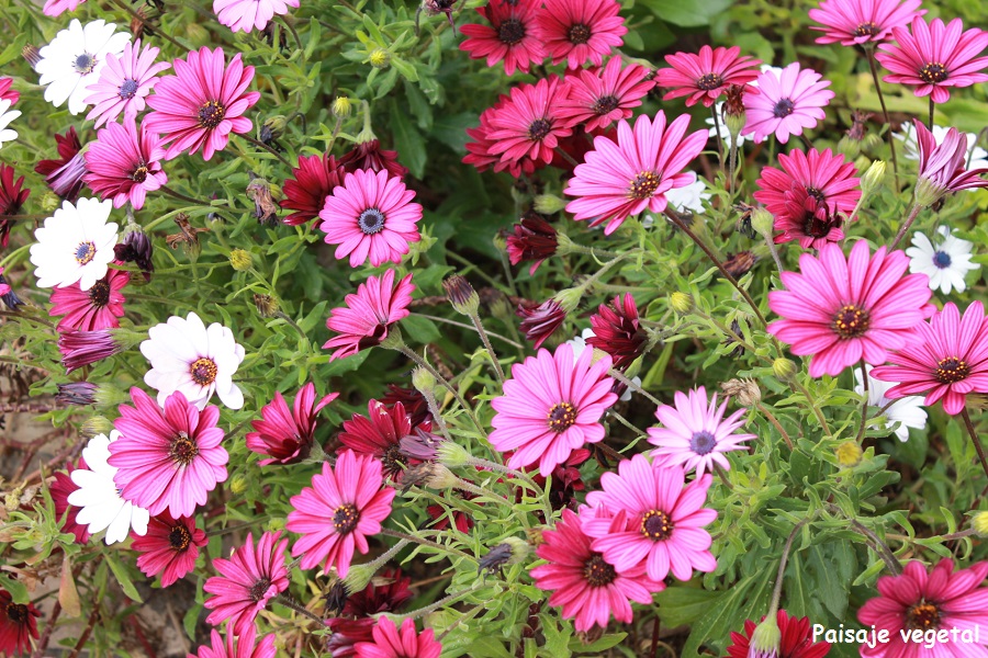 Paisaje vegetal: Parque Natural del Delta del Ebro