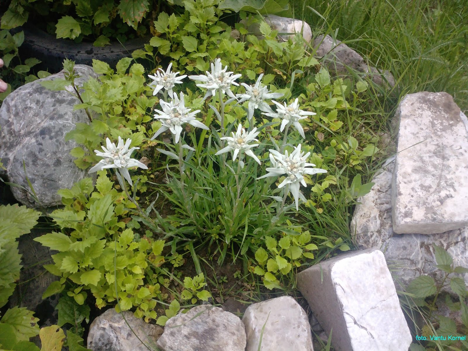 silenthell-kornel77: Un colt al naturii - fotografii