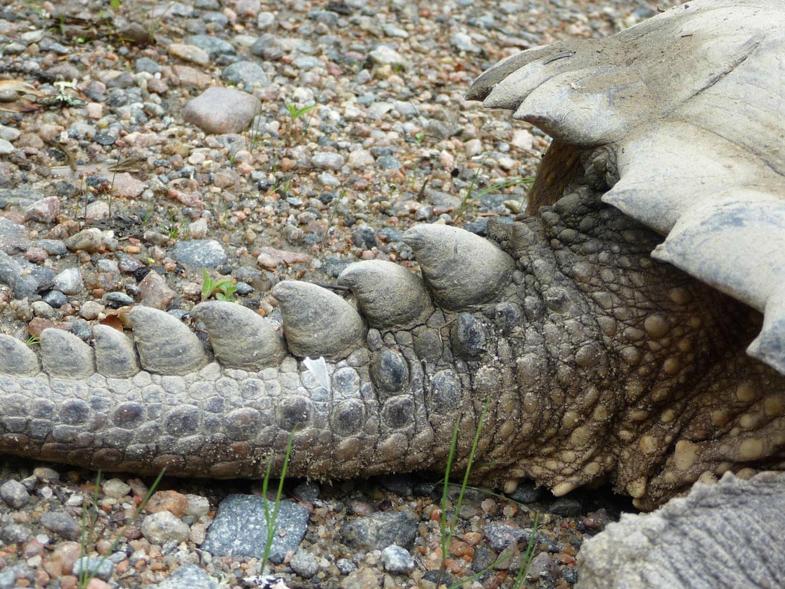 Our Herp Class: The Water-Serpent-Turtle