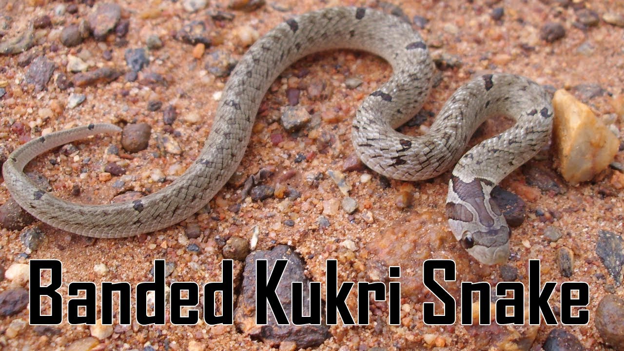 งูปี่แก้วลายแต้ม Banded kukri snake - งูไทย ใจกล้า