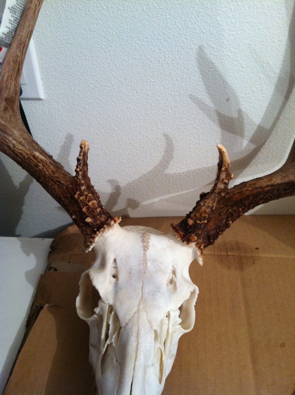 Bones n' Broadheads: European Mounts