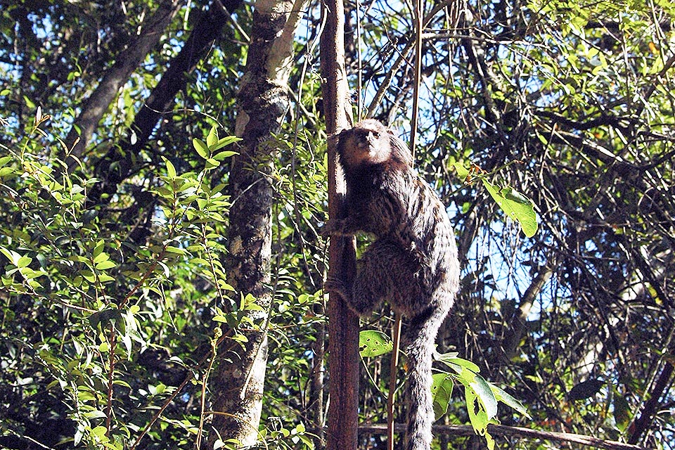 Relação das epizootias de notificação compulsória e suas diretrizes
