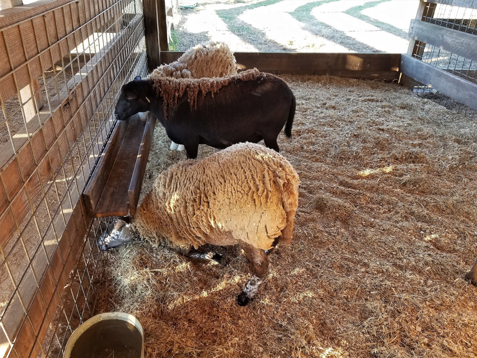 Another Mile Another Destination Blog: Steed’s Dairy Farm and The Corn ...