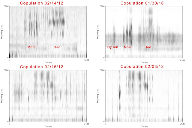 Raptor Resource Project Blog: Sounds of the Eagles