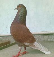 Cara milih burung merpati yang bagus - burung merpati cepat