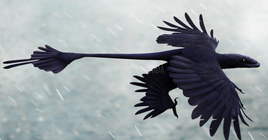 Microraptor Color