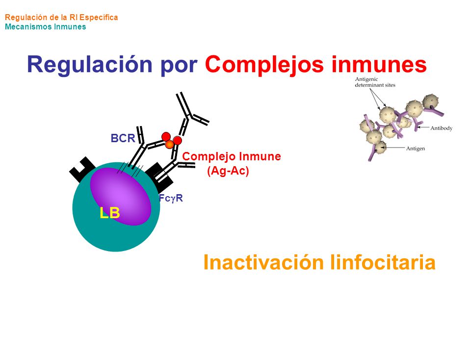 Sistema de complemento. Inmunología