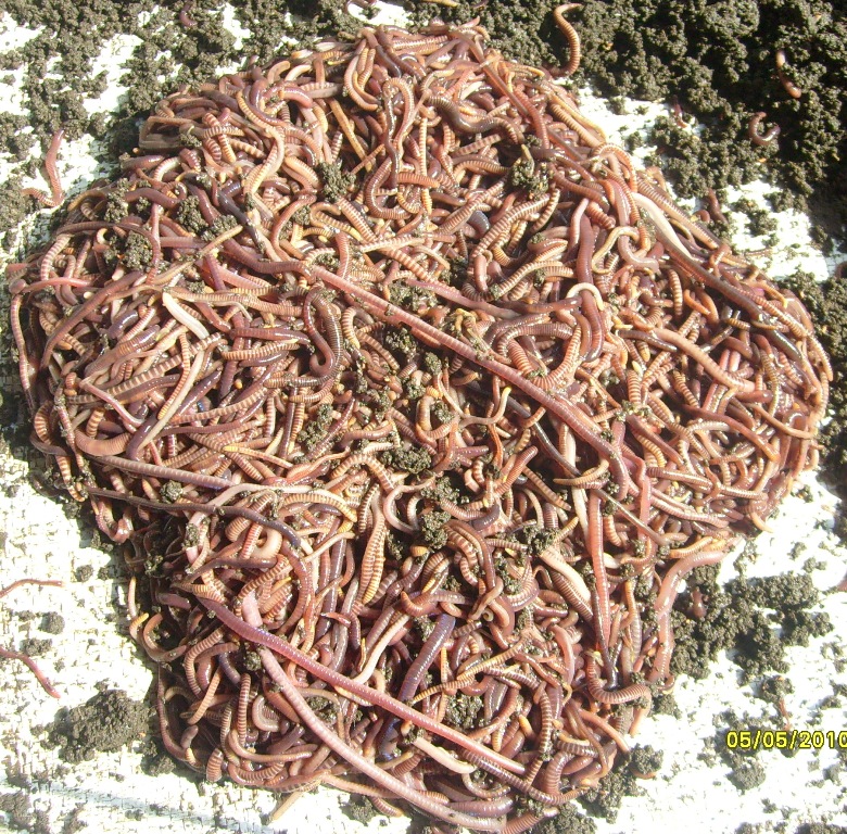 Apa yang dimaksud dengan Cacing Tanah? ~ Sumber Belajar