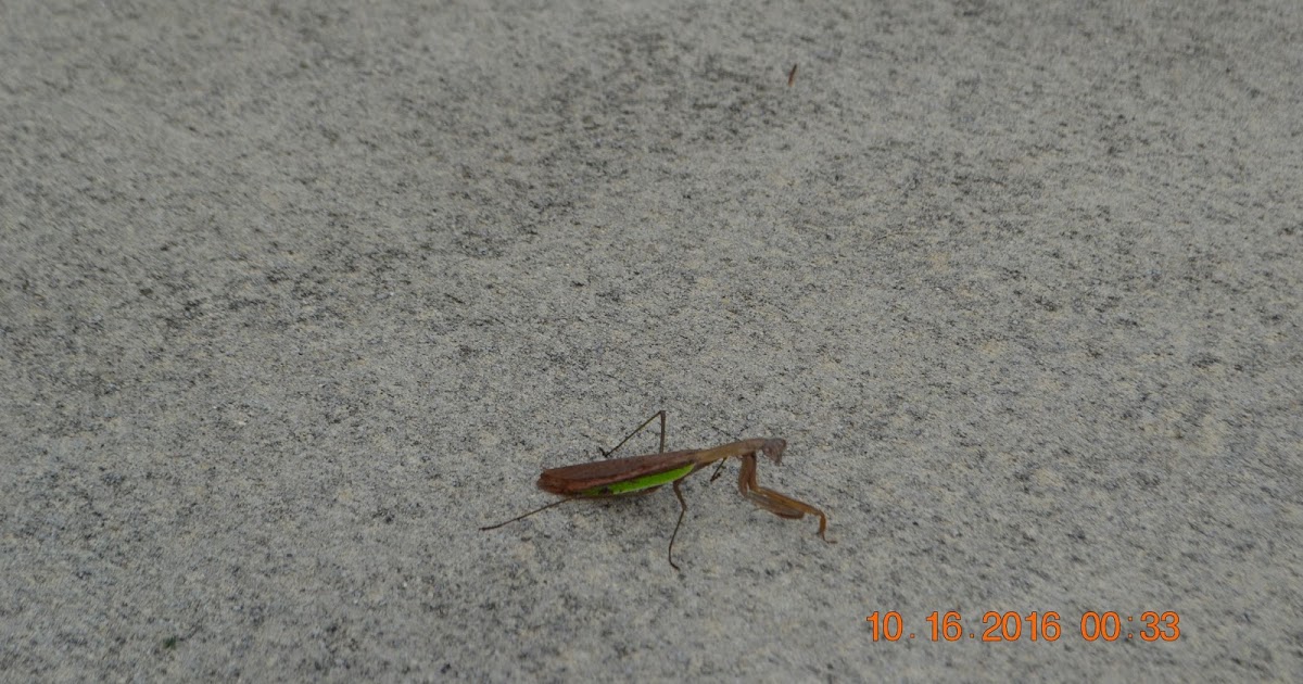 Pets & Critters Nook: Praying Mantis : George