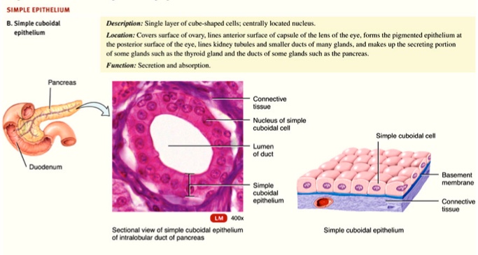 Epithelium: Covering and lining epithelium
