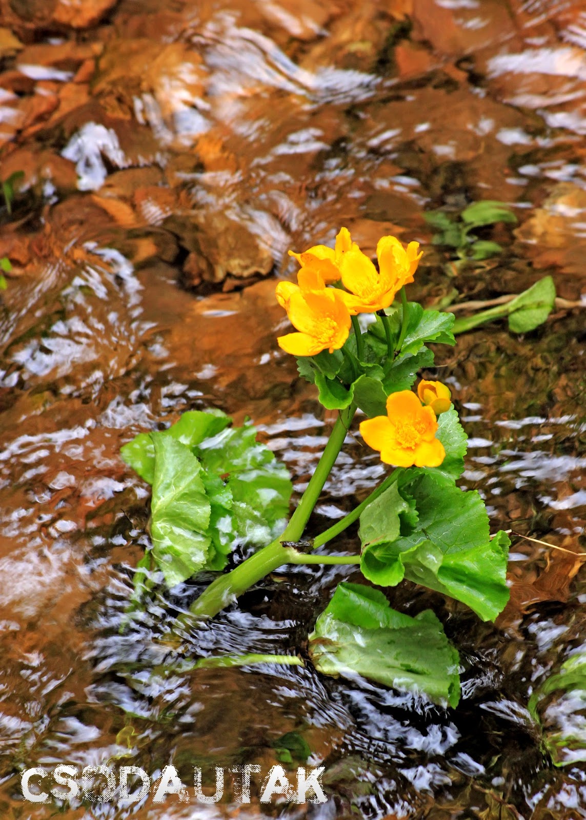 CSODAUTAK: Mocsári gólyahír (Caltha palustris)