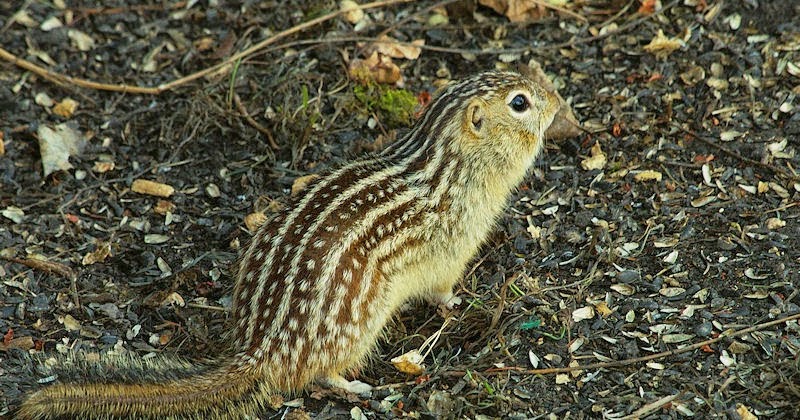 Variety of Life: Spermophilus