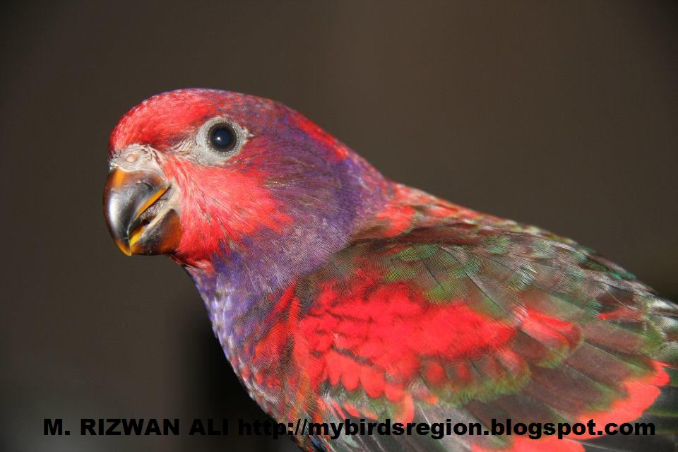 My Birds Region: RED LORIES