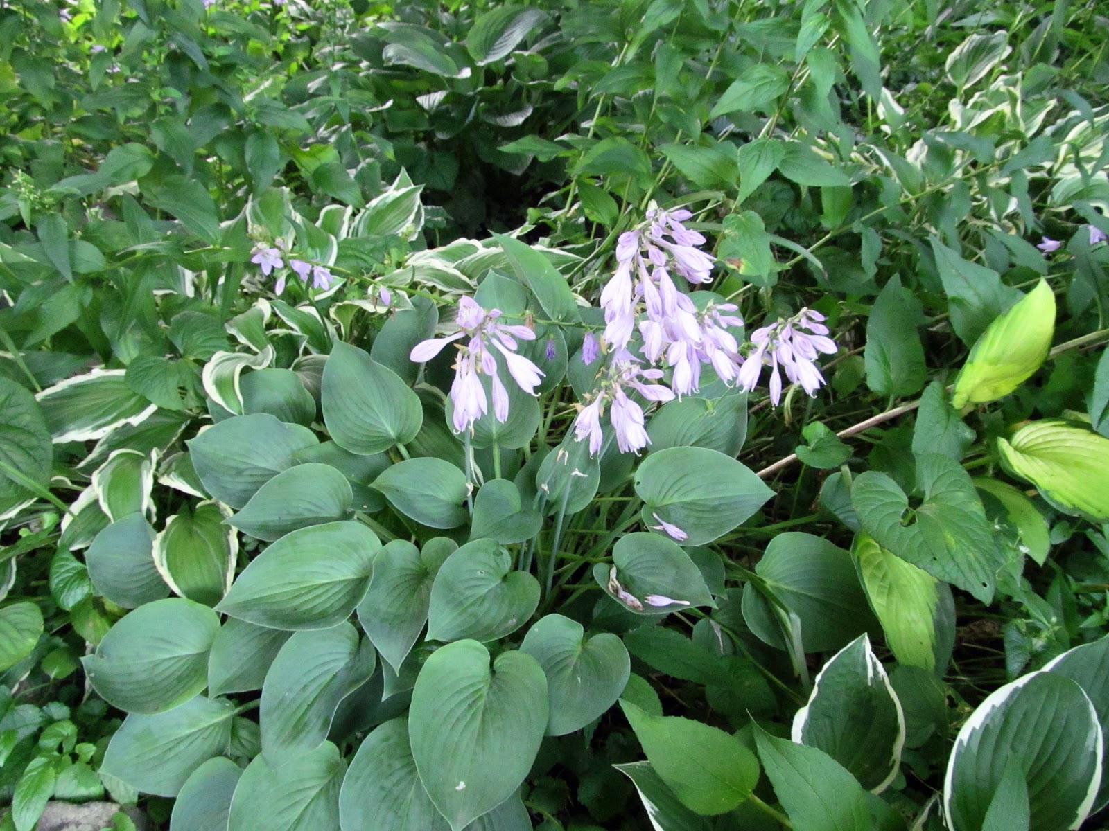 Exuberant Color : A break from pink..........