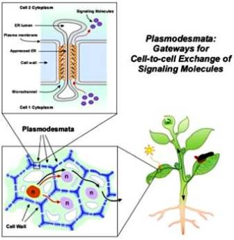 Function of Plasmodesmata