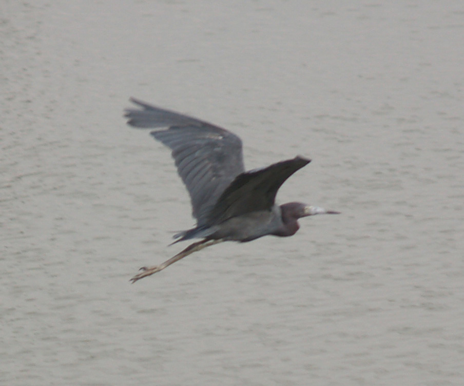 Nature and Home in Florida's Parkside West: Little Blue Heron In Flight