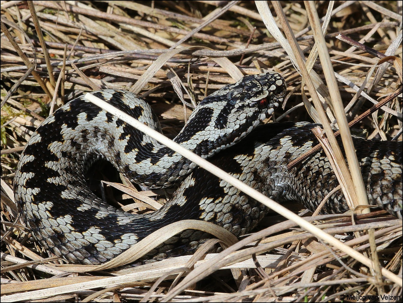 Meijco: Reptielendag