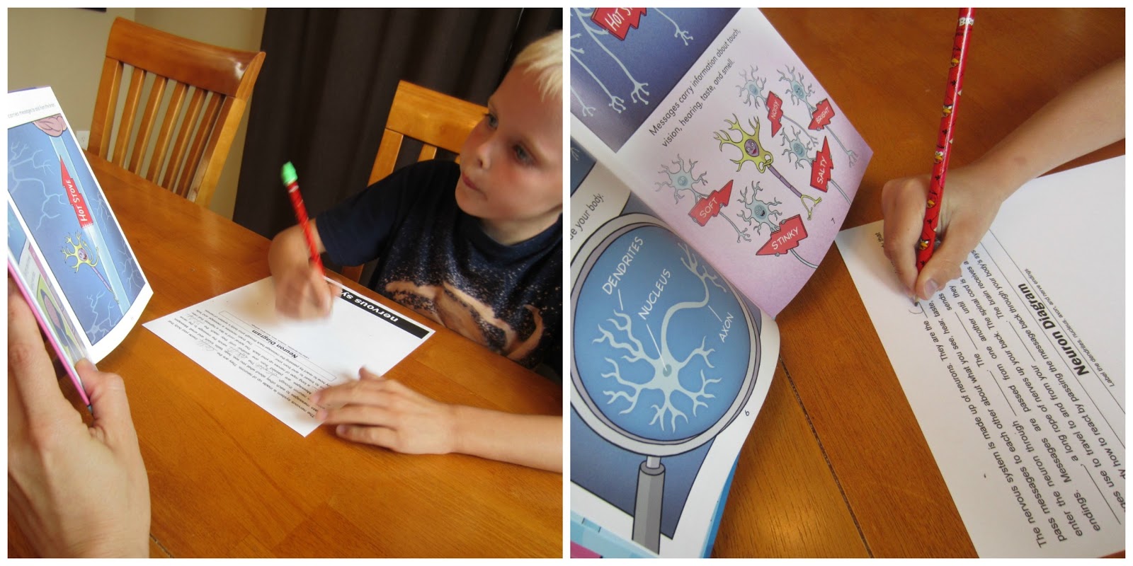 Relentlessly Fun, Deceptively Educational: Straw-Blown Painted Neuron ...