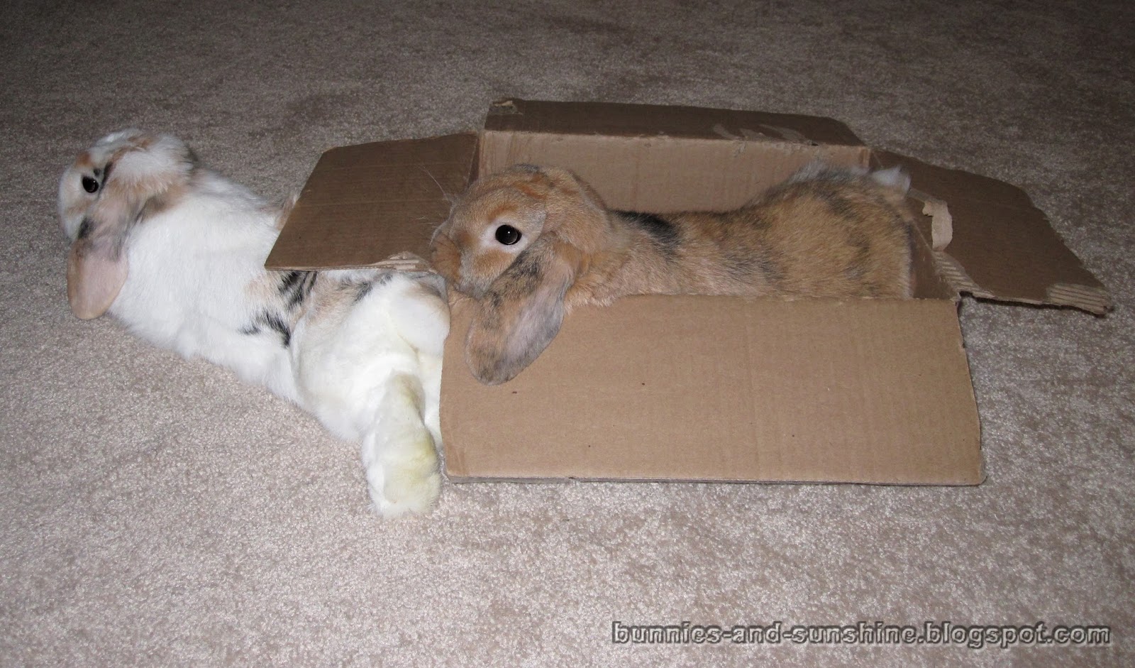 Bunnies and Sunshine: September 2013