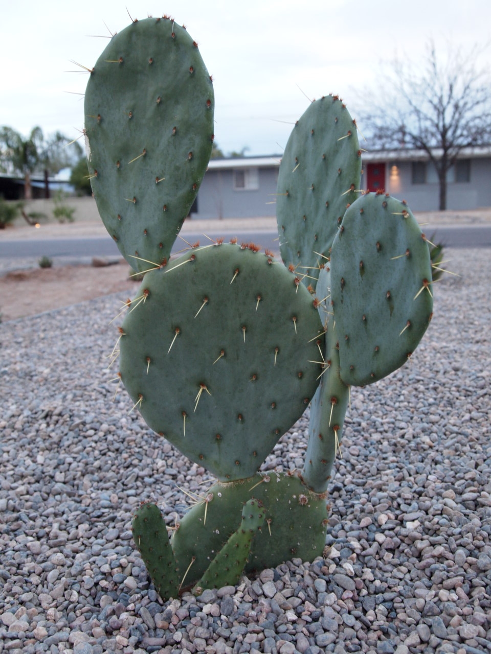 Huppdates: Pokey plants!