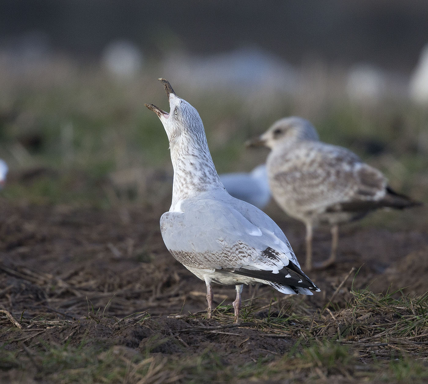 pewit: seagull taxonomy
