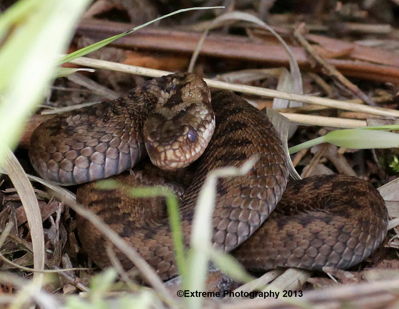 Lancashire and Lakeland Outback Adventure Wildlife Safaris: Extreme snake