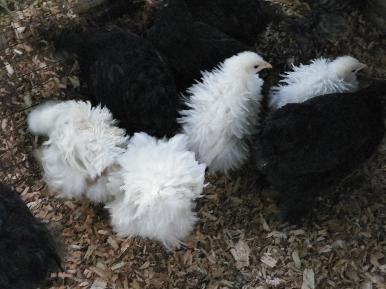 From Cedar Pond to Laughing Dove Farm : The Trouble With Tribbles..