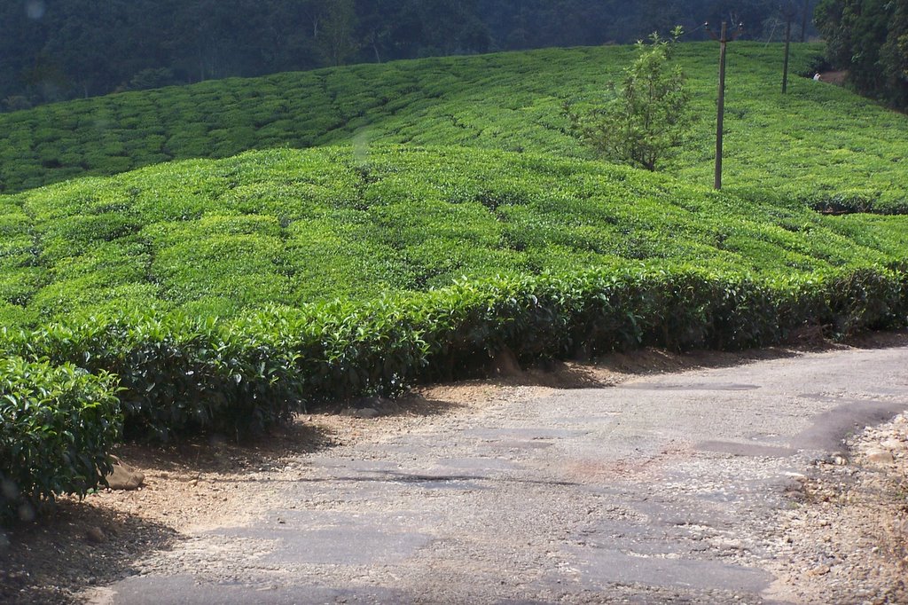 Tamilnadu Tourism: Manjolai Tea Estate, Manjolai Hills