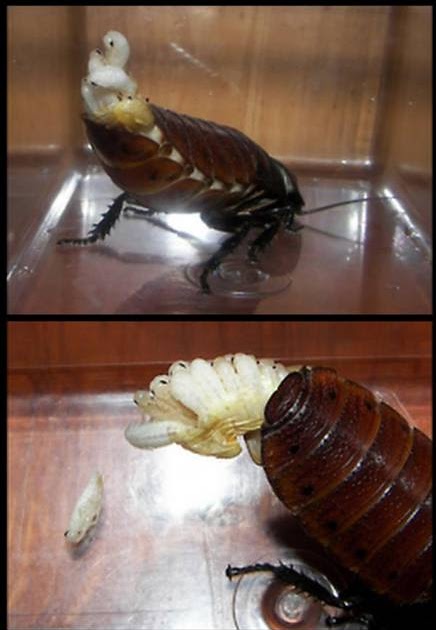 NOOR FATIN: GAMBAR : PROSES KELAHIRAN ANAK-ANAK LIPAS