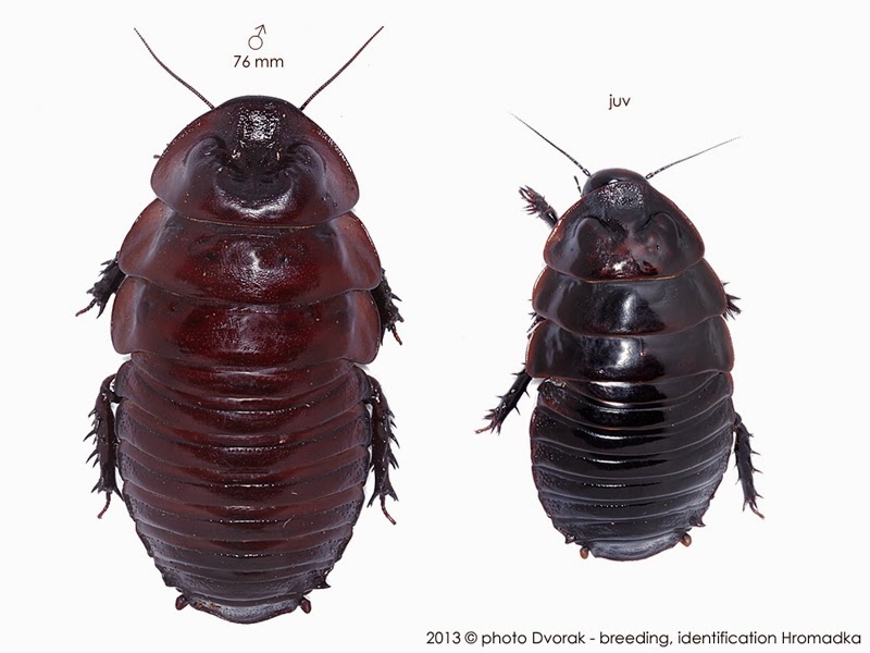 Roaches: January 2015