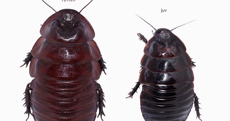 Giant Burrowing Cockroach|Roaches