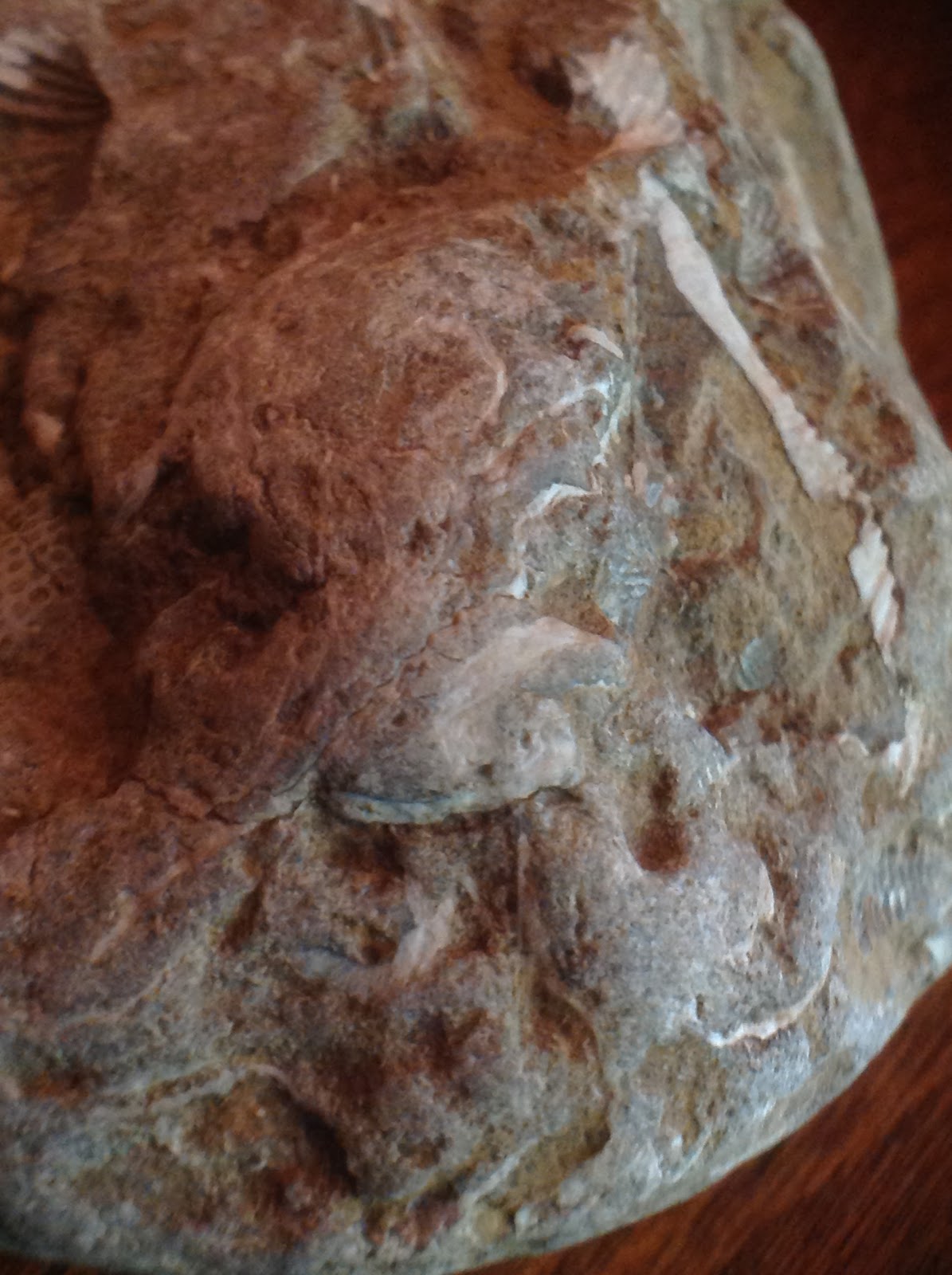 Lambton Rocks: Another Fossil Face: Part One