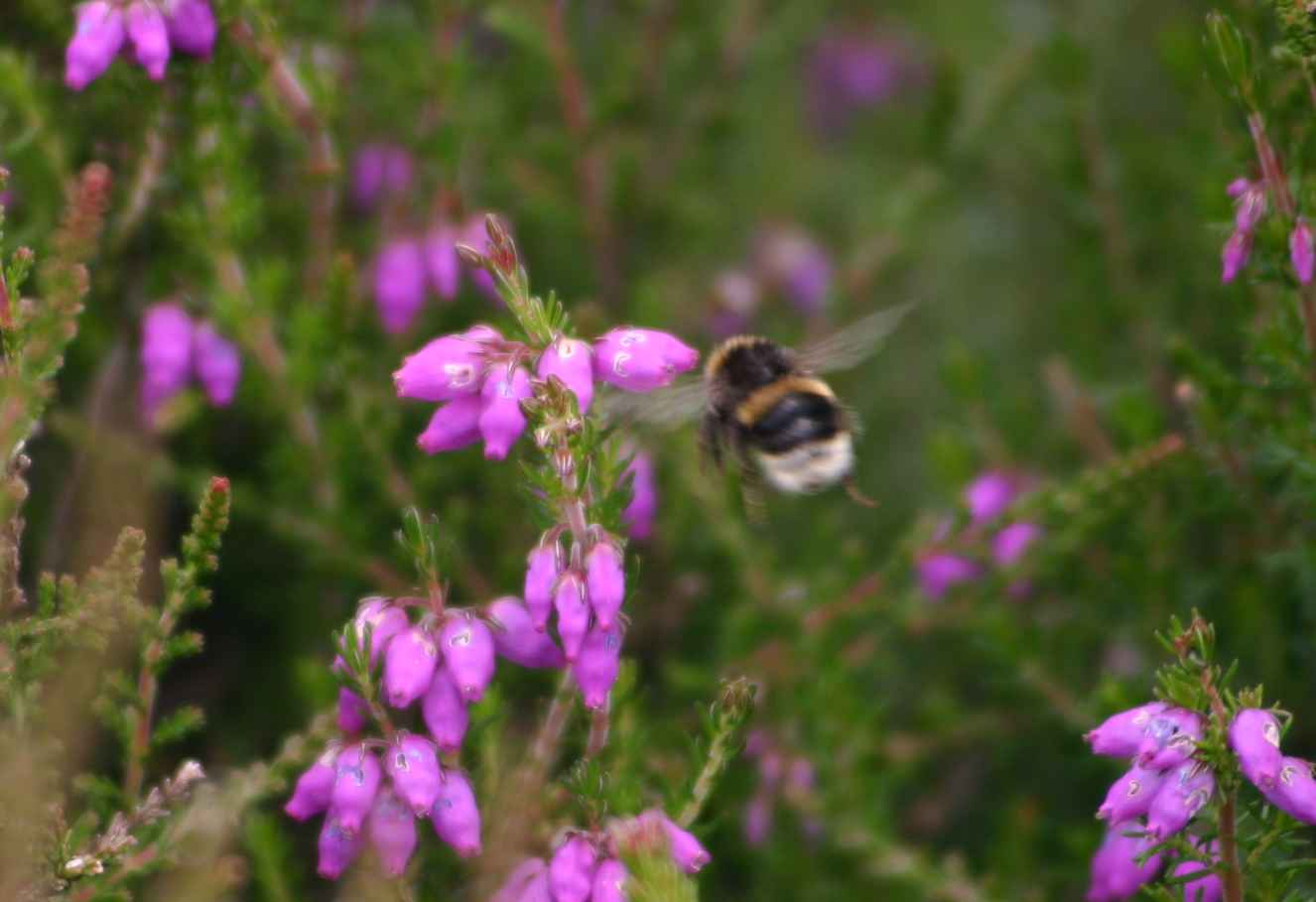 Jennifer Tetlow - Stone Sculpture Journal: Heather Moor