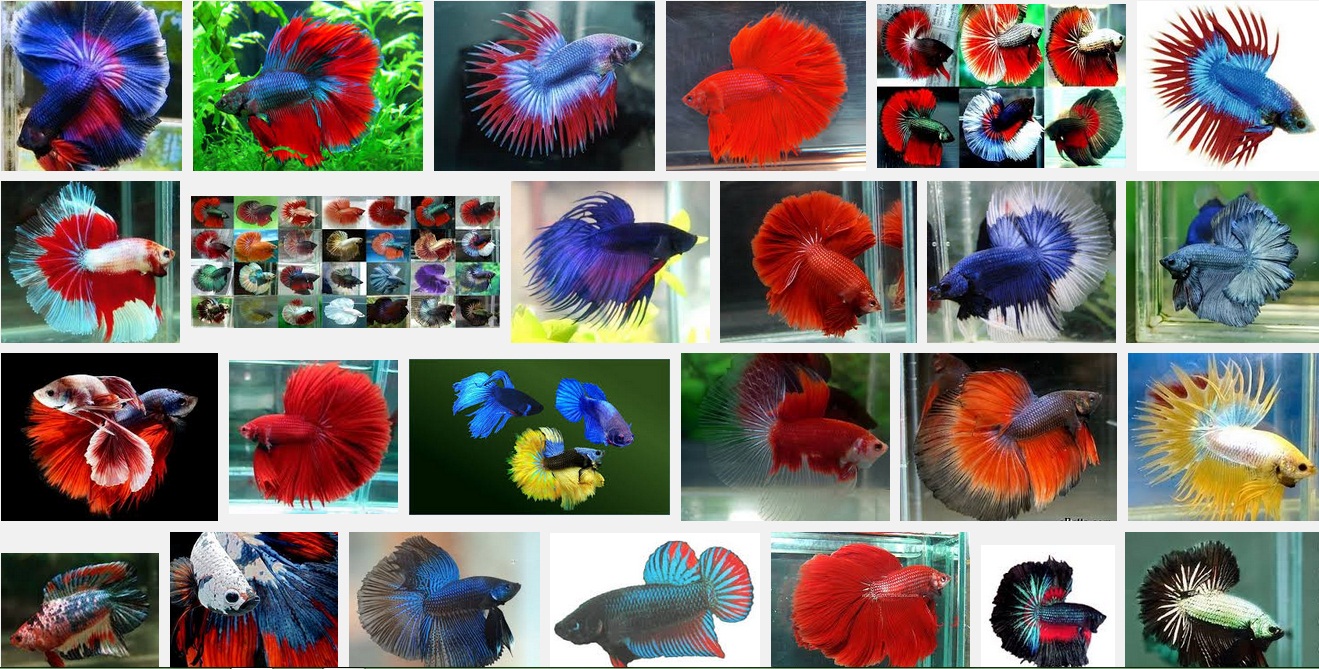 Kenali Ikan Laga - Fighting Fish @ Betta Splendens - Relaks Minda