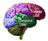 Cognitive Neuropsychology 101: Frontal Lobes