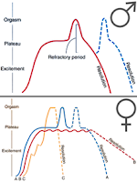 Ciclo de la Respuesta Sexual Humana