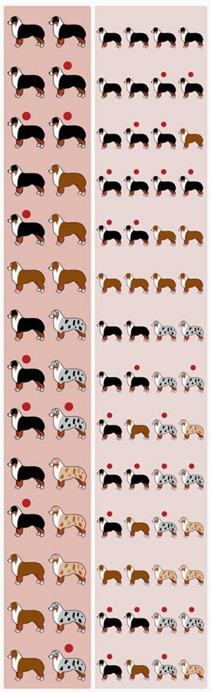 Rockin MD Aussies: Aussie Coloring