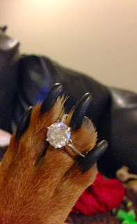Dog With Engagement Ring ~ Anze the DoxiePin Dog