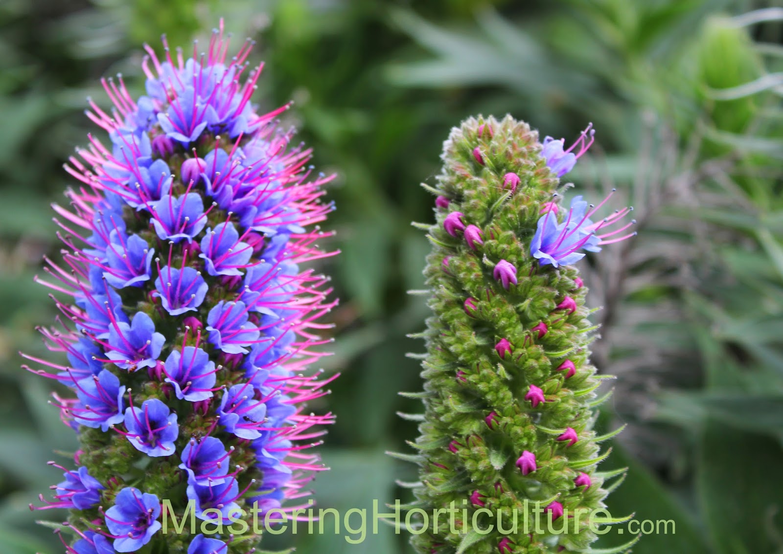 Mastering Horticulture: Pride of Madeira