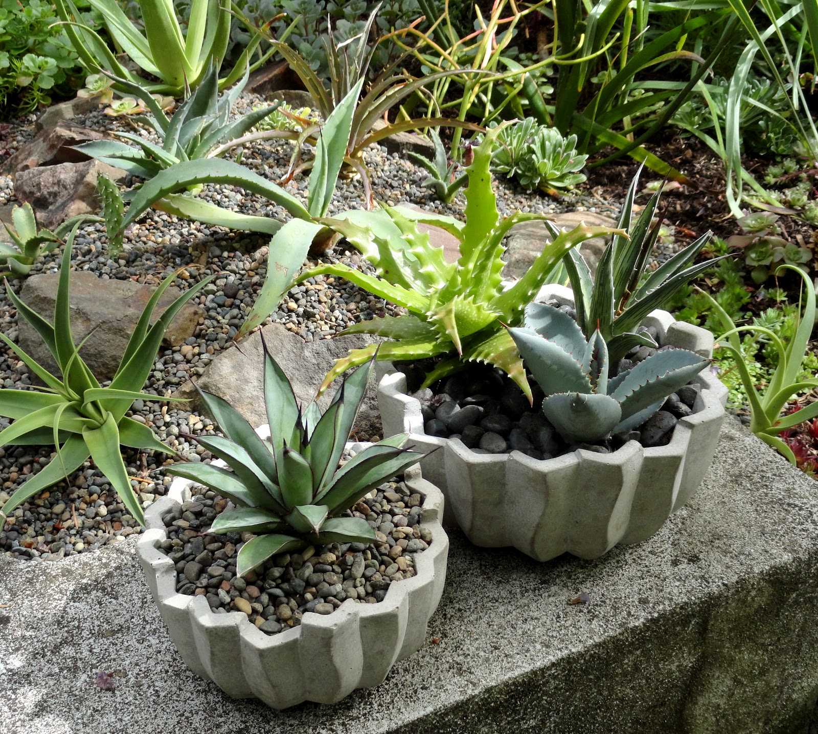 danger garden: My visit to Potted (for outdoor living) in L.A.…