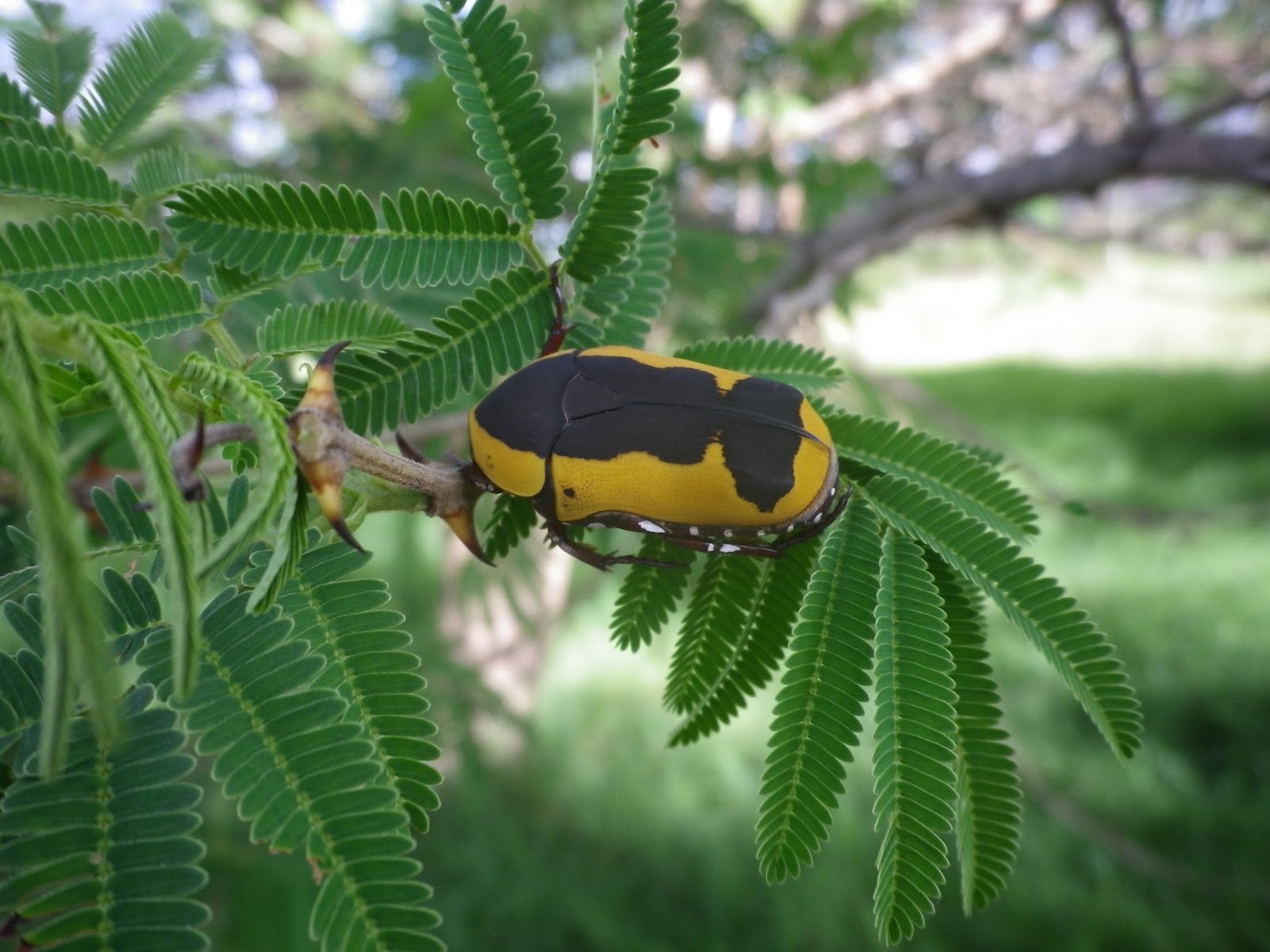 Pushing the Pull: The Coolest Insects Ever