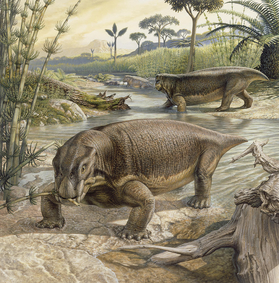 Palaeos, la historia de la Vida en la Tierra: PALEOFICHA: Lystrosaurus spp.