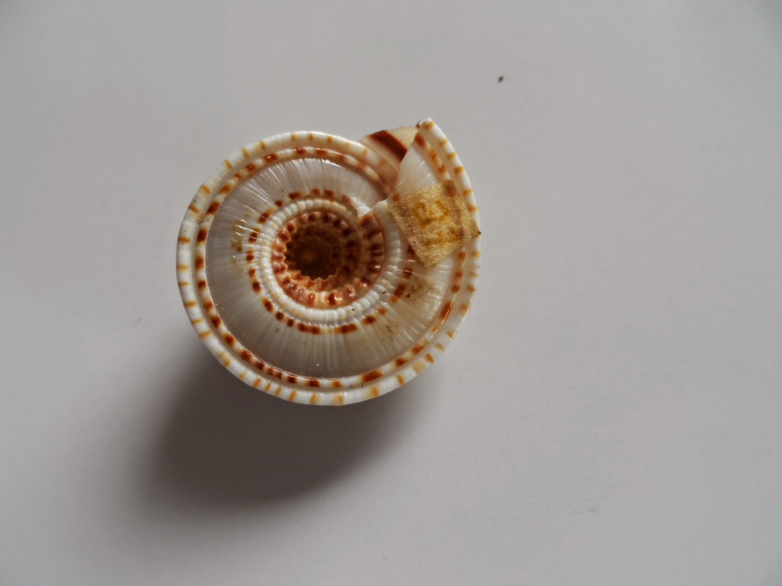 conchas y caracoles: Architectonica perspectiva