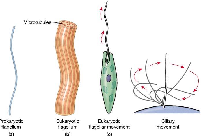 flagellum function in animal cell