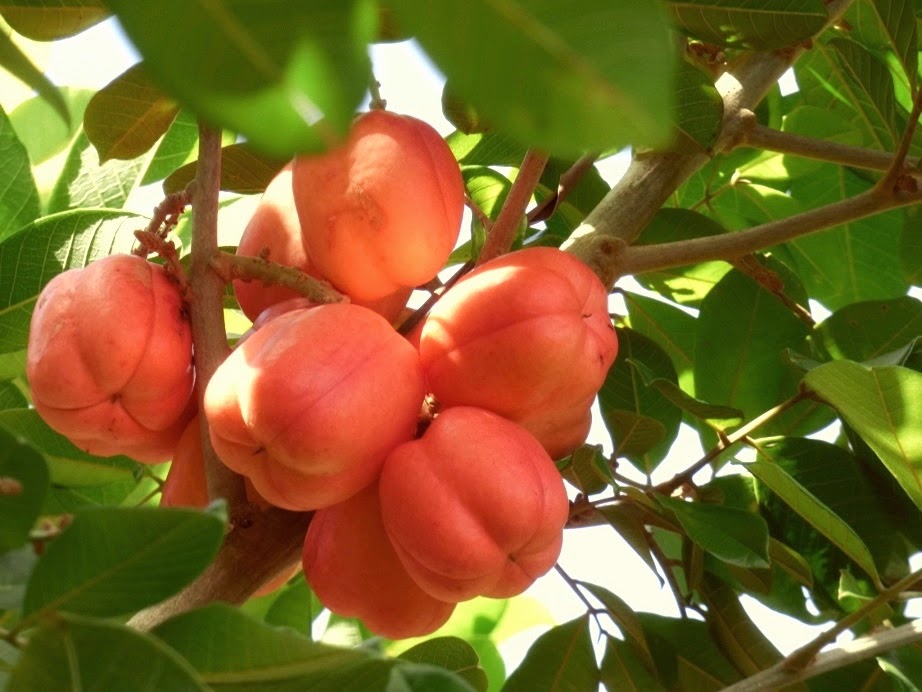 Cottage Life on Pilgrim's Farm: Ackee Fruit, and Eggs on the Counter