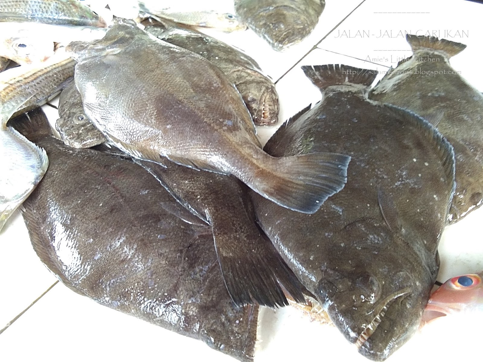 Kenali Pelbagai Jenis Ikan di Pantai Timur Sabah - Amie's Little Kitchen