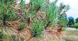 Idaho Growin': Yes! Pine Trees Dropping Needles in Autumn is Normal.