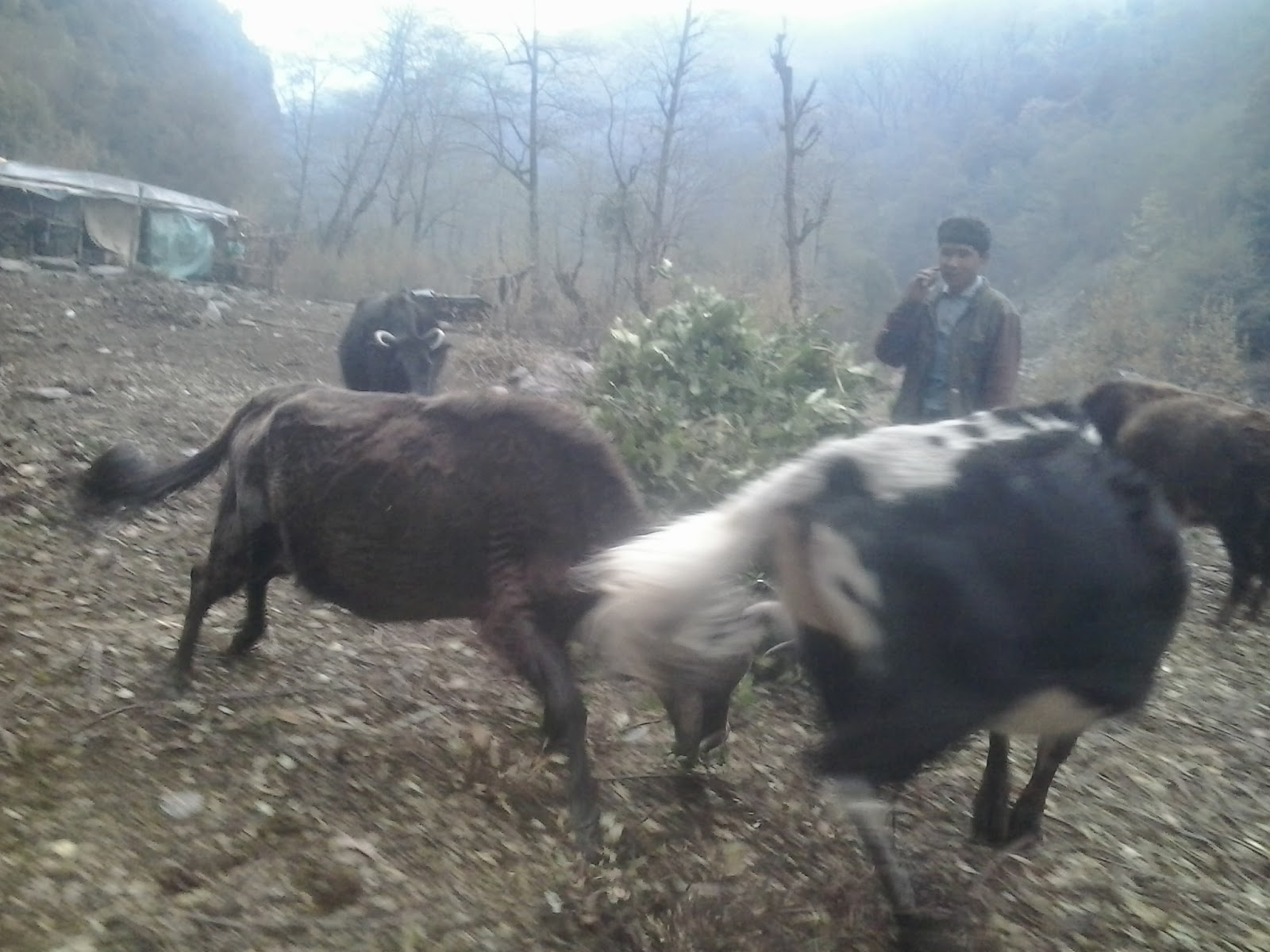 Worldtibetarts: Chauri Gai (cow)