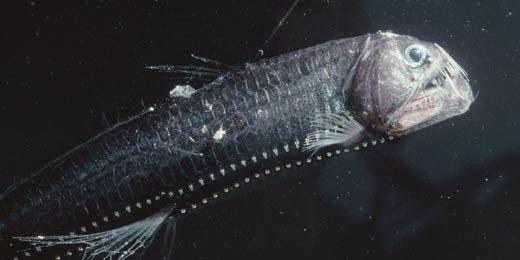 AVEEK- Blogs: Viper fish