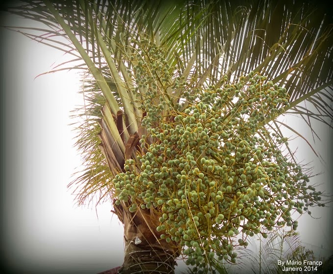 Meu Cantinho Verde: PALMEIRA-TRIÂNGULO - ( Dypsis decary )